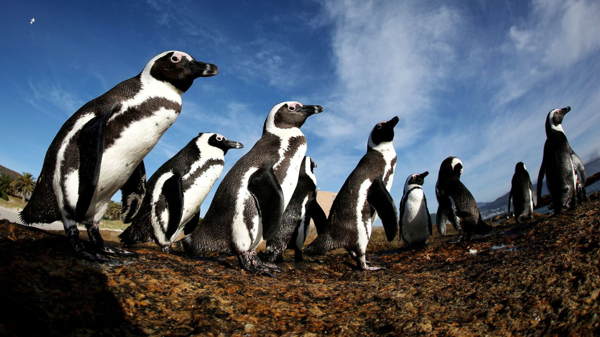 A Victory for African Penguins: Historic Court Order Secures No-Take Z ...