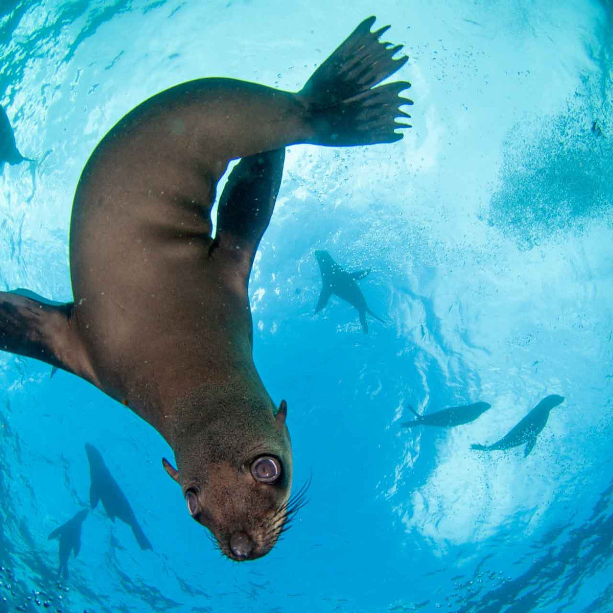 Seal Diving in South Africa - No More – Dive Team - Cape Town